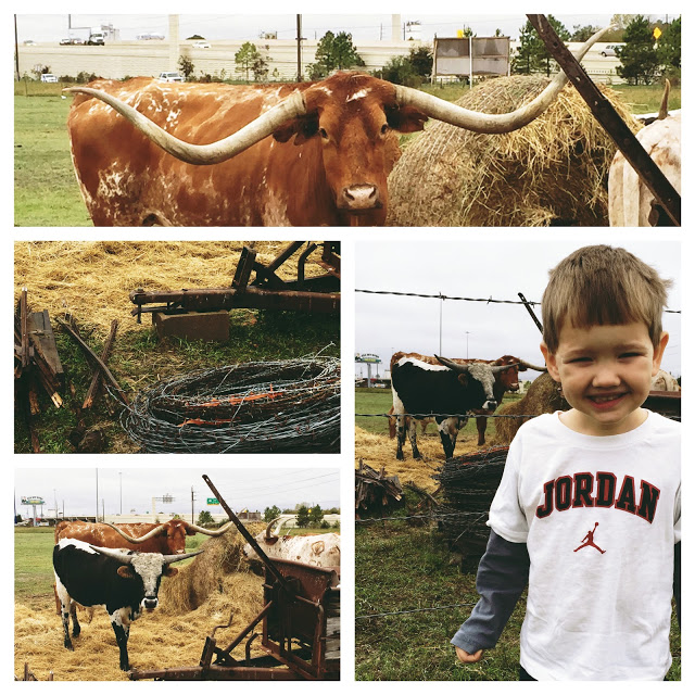 Texas Roundup - Passport Diaries